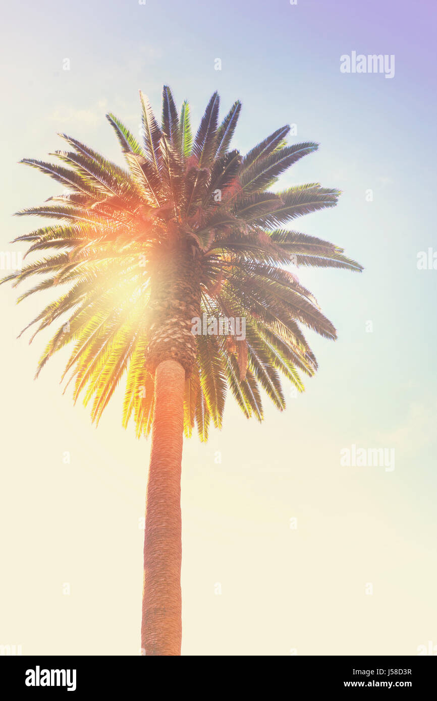 One tropical figue palm tree on blue sky background, retro toned Stock ...
