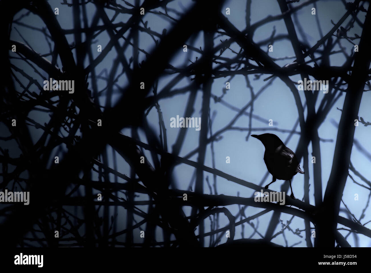 Bird mess hi-res stock photography and images - Alamy