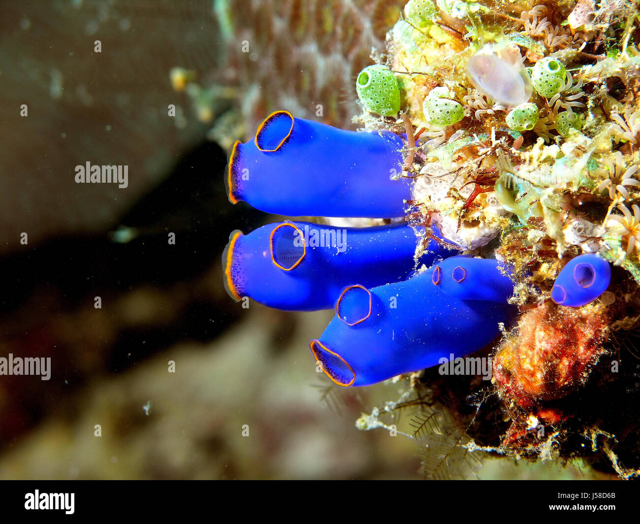 macro close-up macro admission close up view underwater dive reef ...
