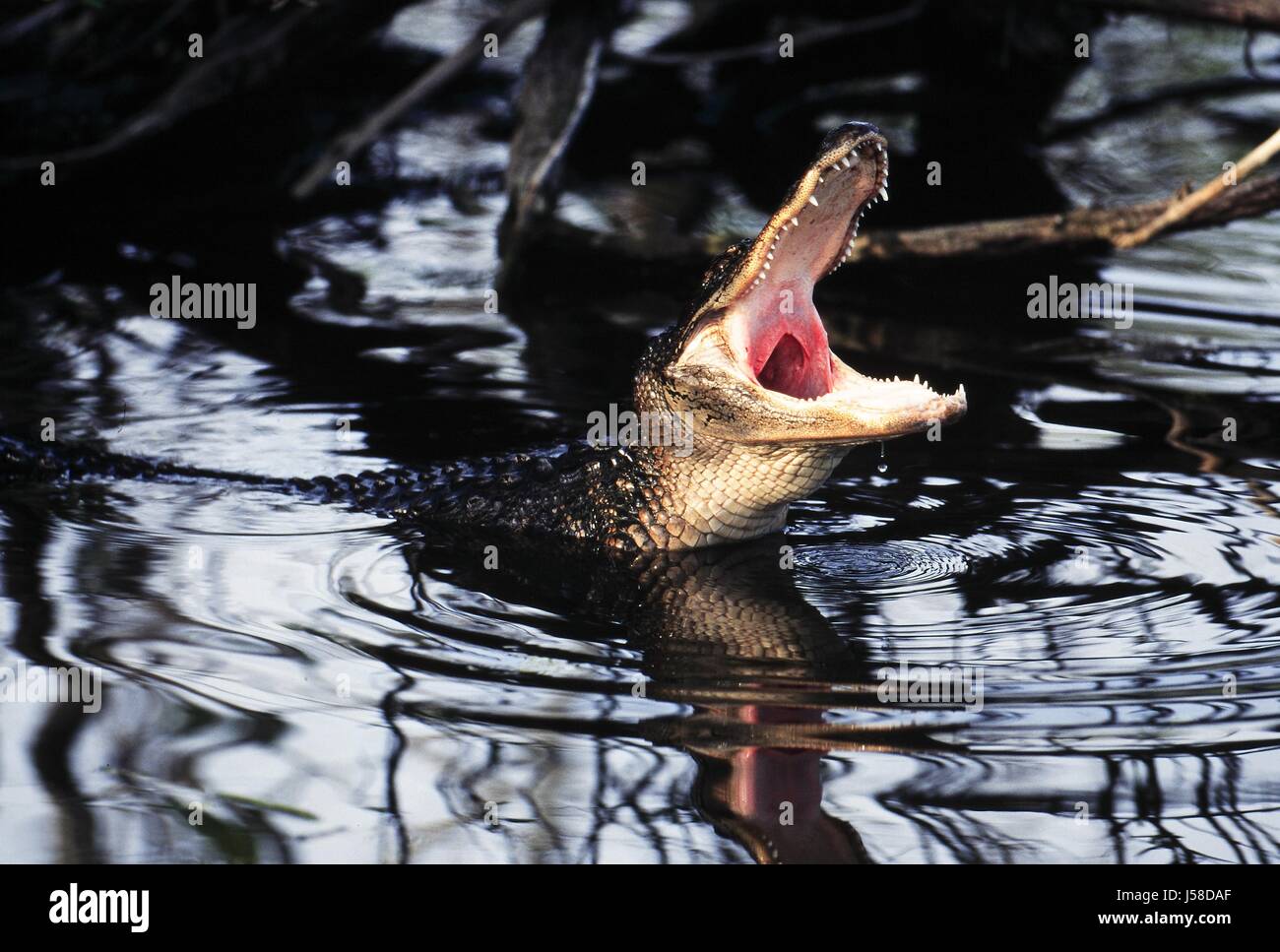 reptile animals hovel wildlife open alligator jaw lower jaw avenge ...