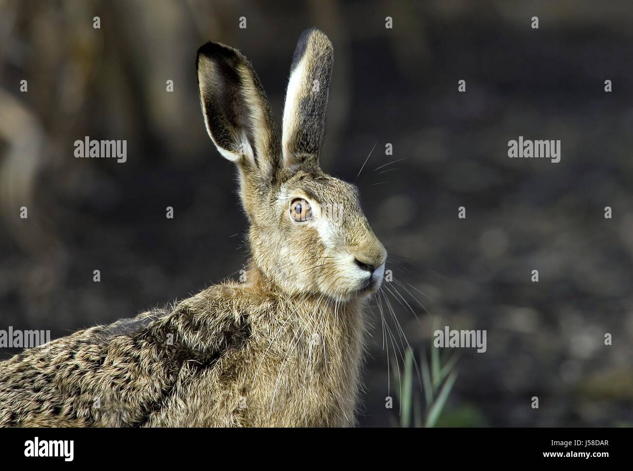 Harelip hi-res stock photography and images - Alamy