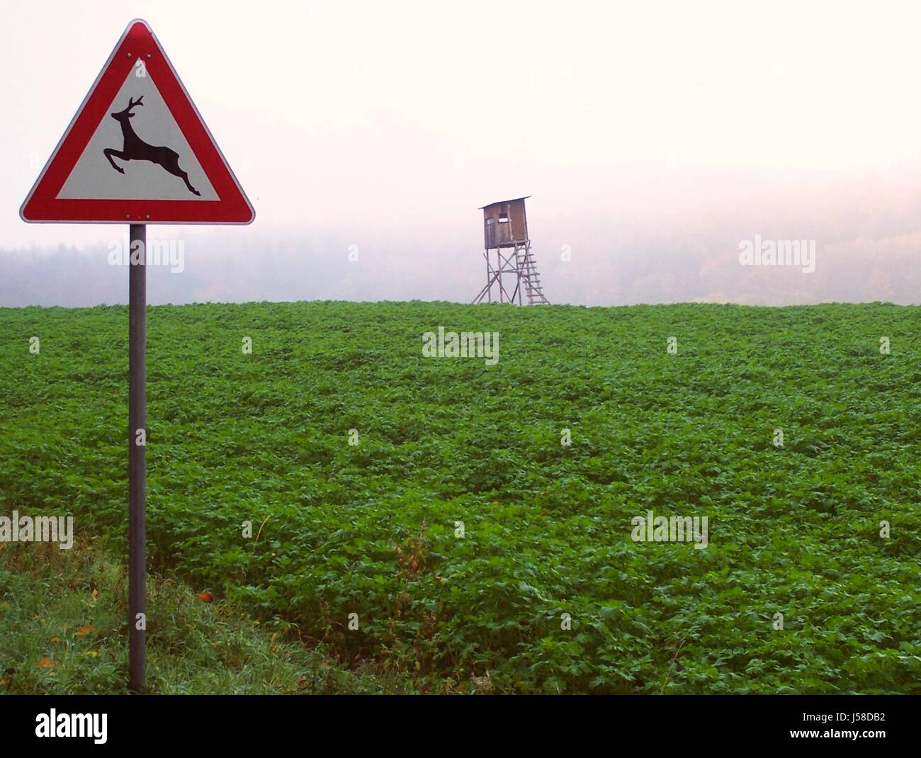 corridor wild hunter field fog traffic transportation road traffic hunt ...