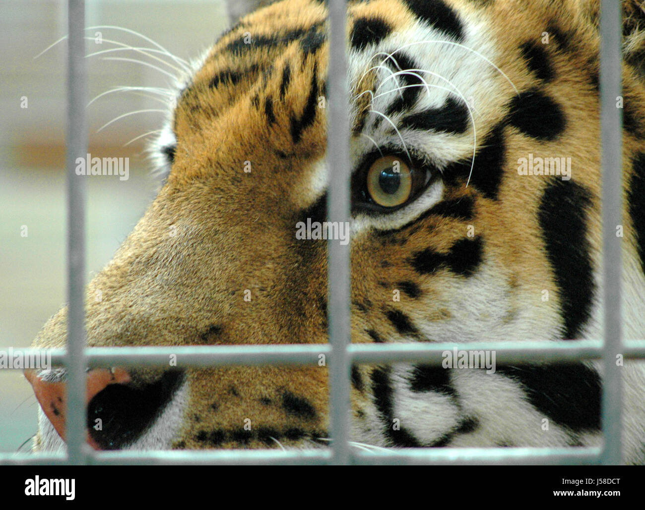 wild sad eye organ big cat feline predator cat tiger brig jail predator ...