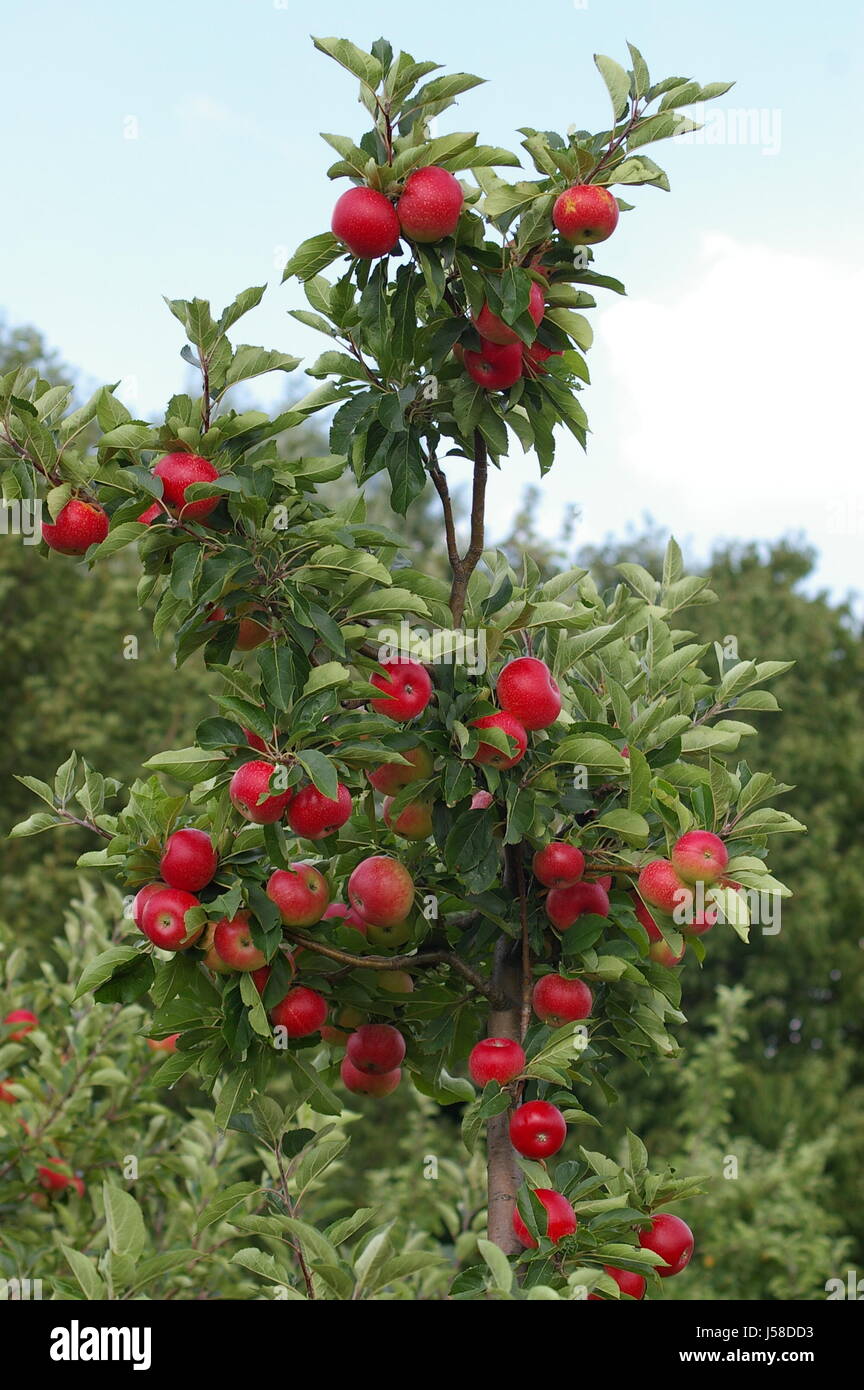 agriculture farming ripe apple tree fruit apples apple apple trees red ...