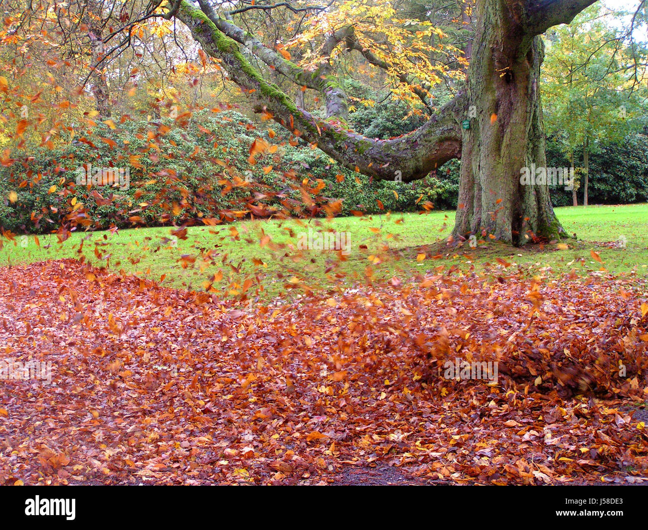 dancing leaves in the wind 2 Stock Photo - Alamy