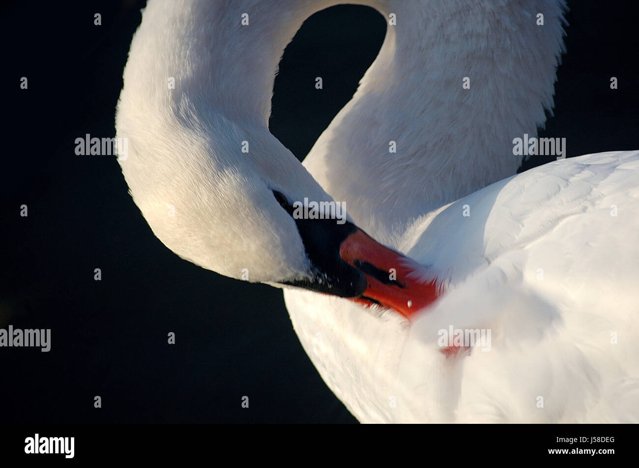 bird swan birds blank european caucasian beak feathering furbish fresh ...