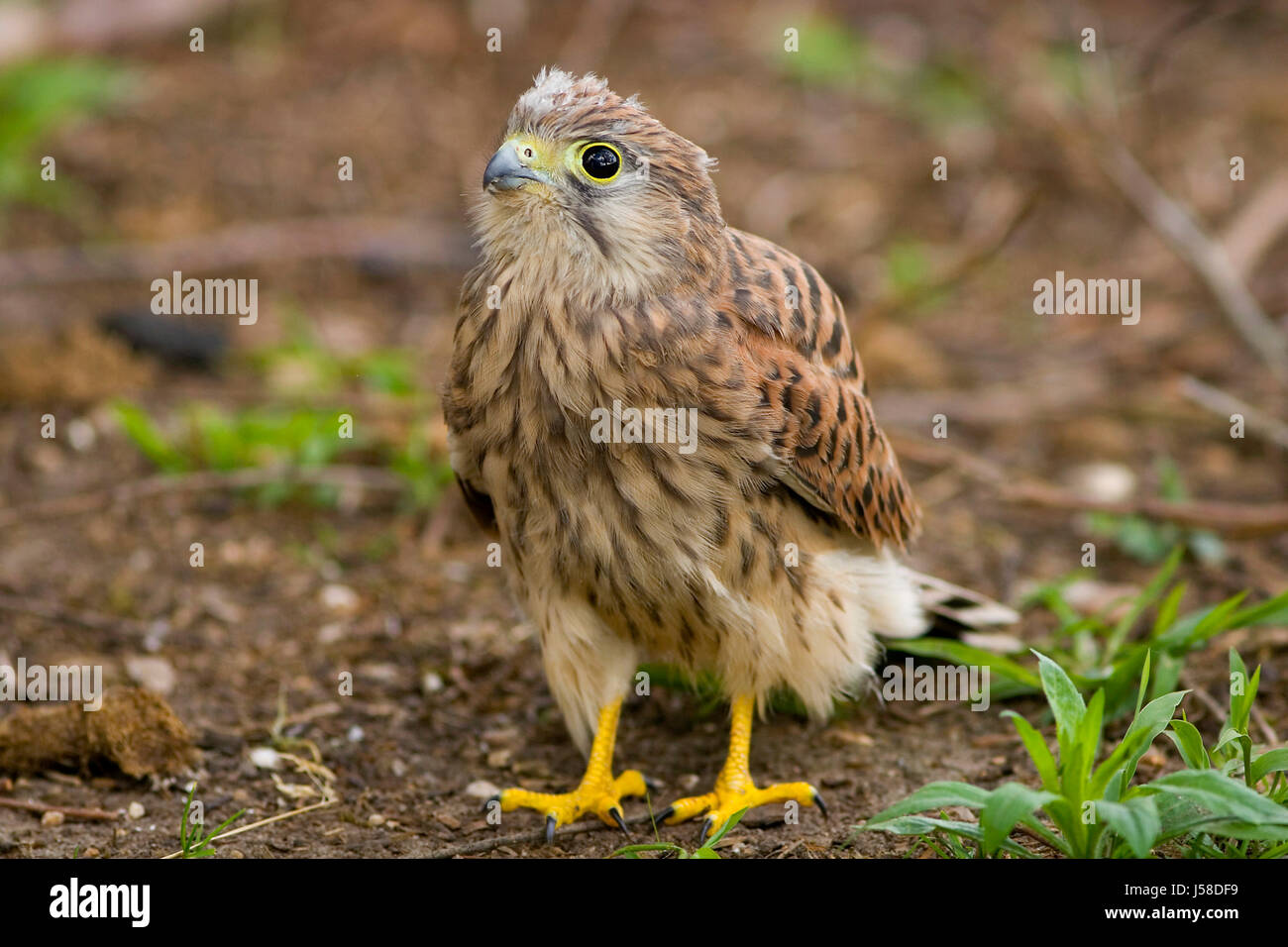 bird birds falcon birds of prey raptor wing feathers beak claws vein ...