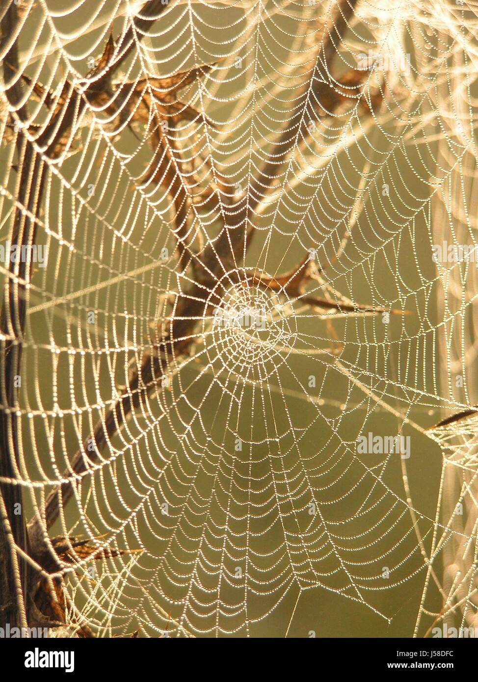 house building shine shines bright lucent light serene luminous macro ...