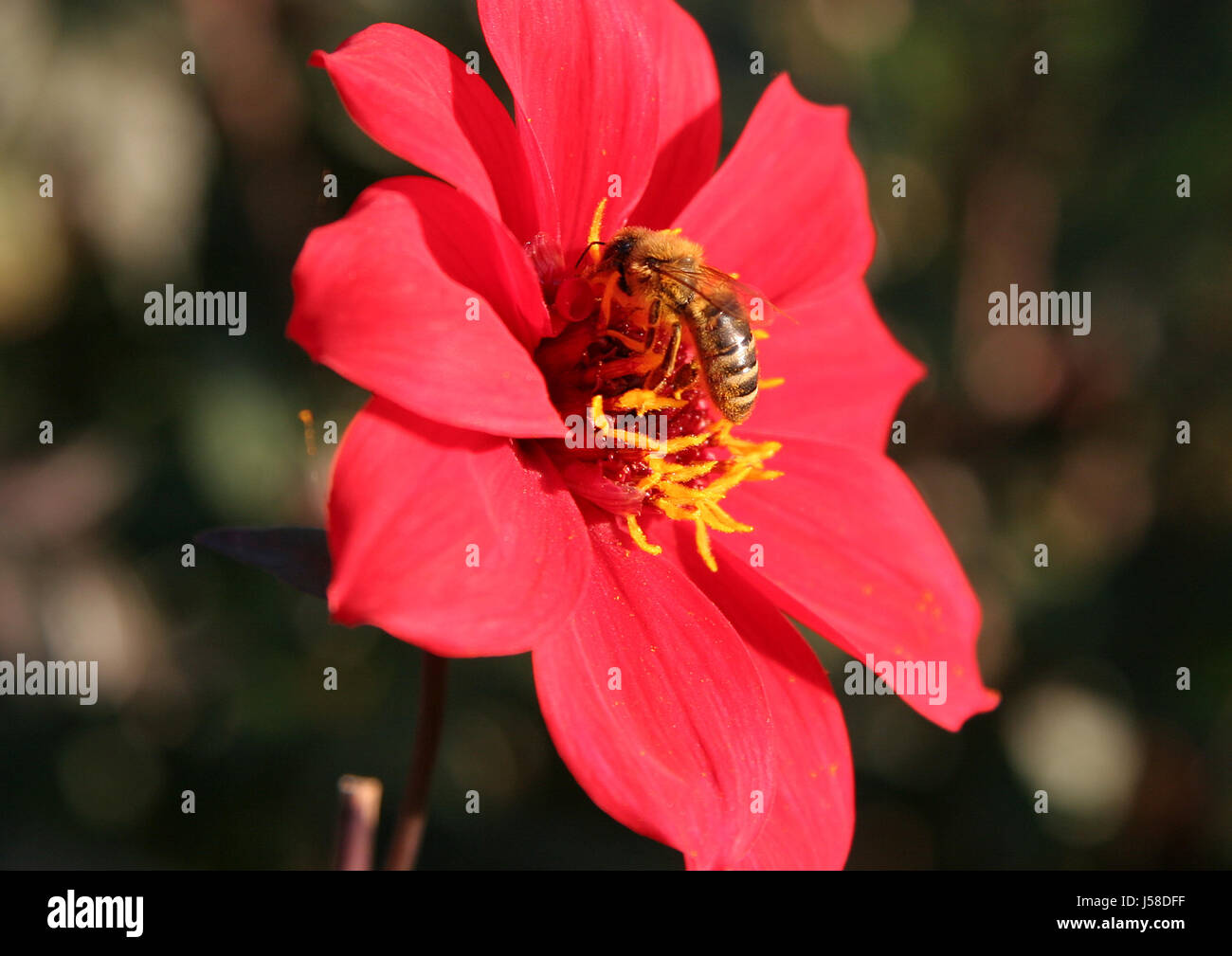 garden animal insect flower plant insects fauna bloom blossom flourish ...