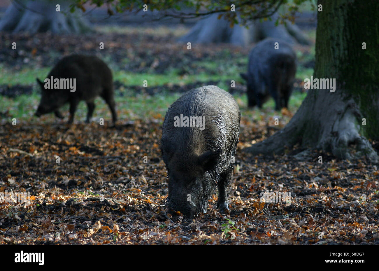 Black boars hi-res stock photography and images - Alamy
