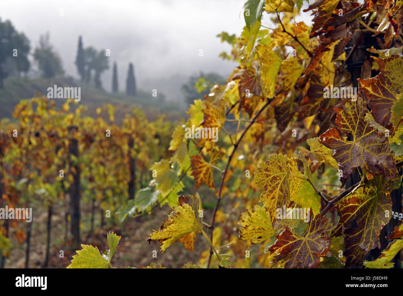 autumn mood - vine in tuscany Stock Photo - Alamy