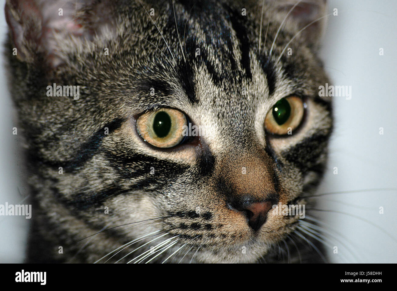 skin cat eyes purr nose muzzle pussycat cat domestic cat schnurrhaare ...