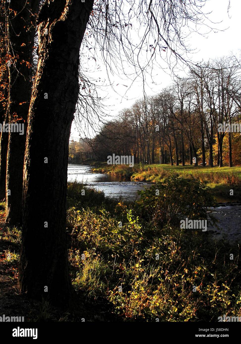 tree trees colour walk go for a walk smoker whiff smoke smoking scenery ...