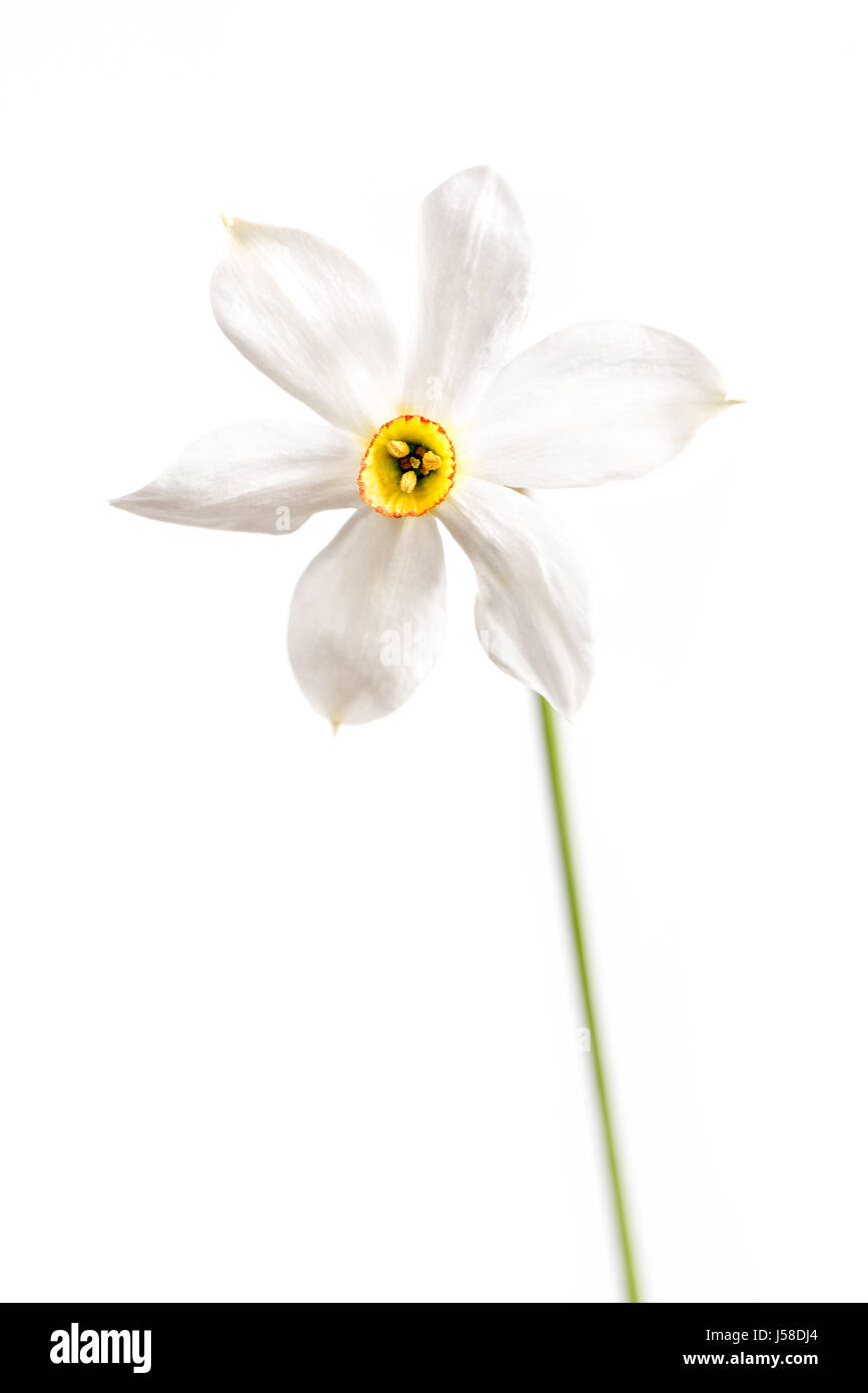 Wild narcissus. Wild flower isolated on white background Stock Photo ...