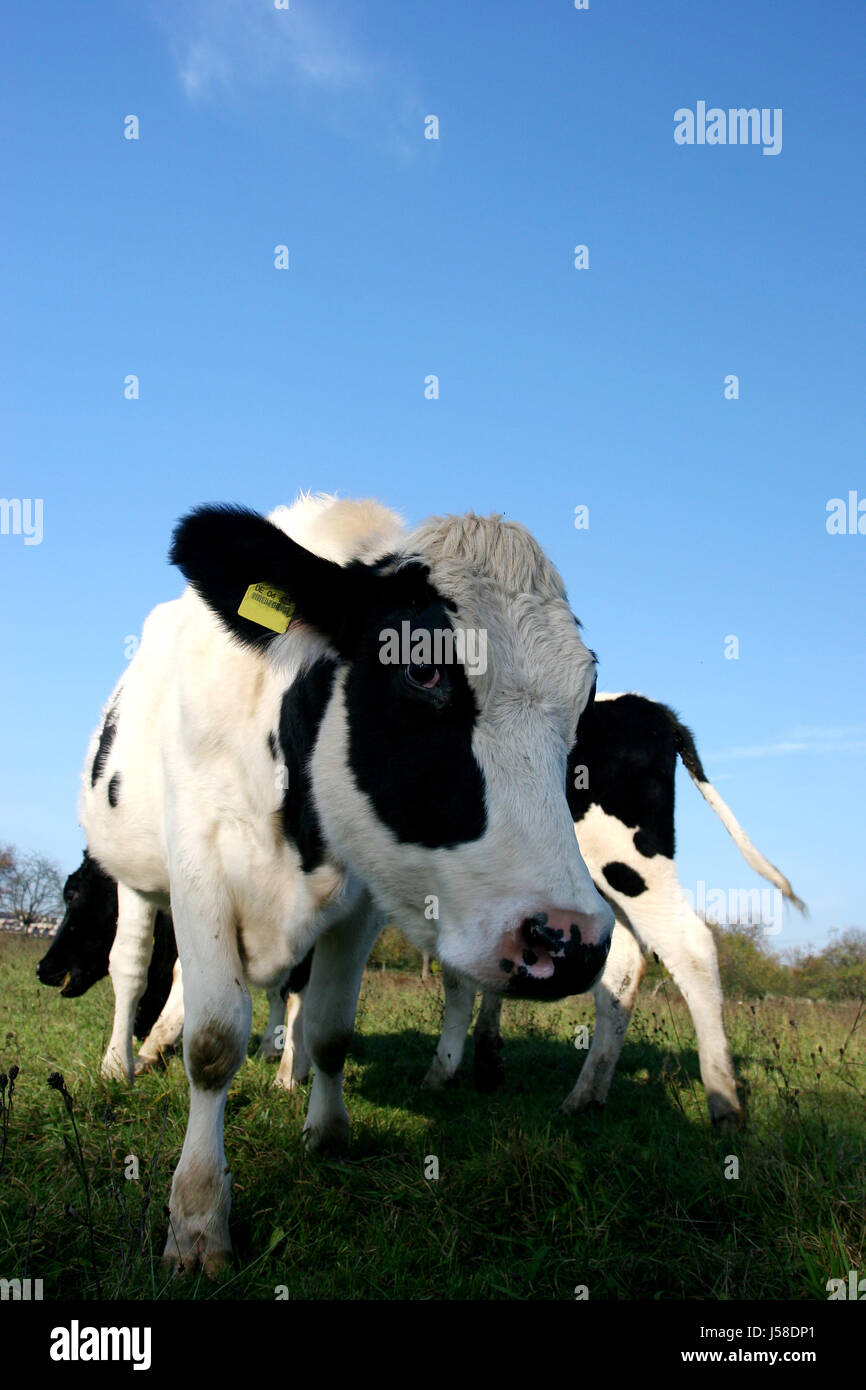 curiosity look glancing see view looking peeking looking at perspective ...