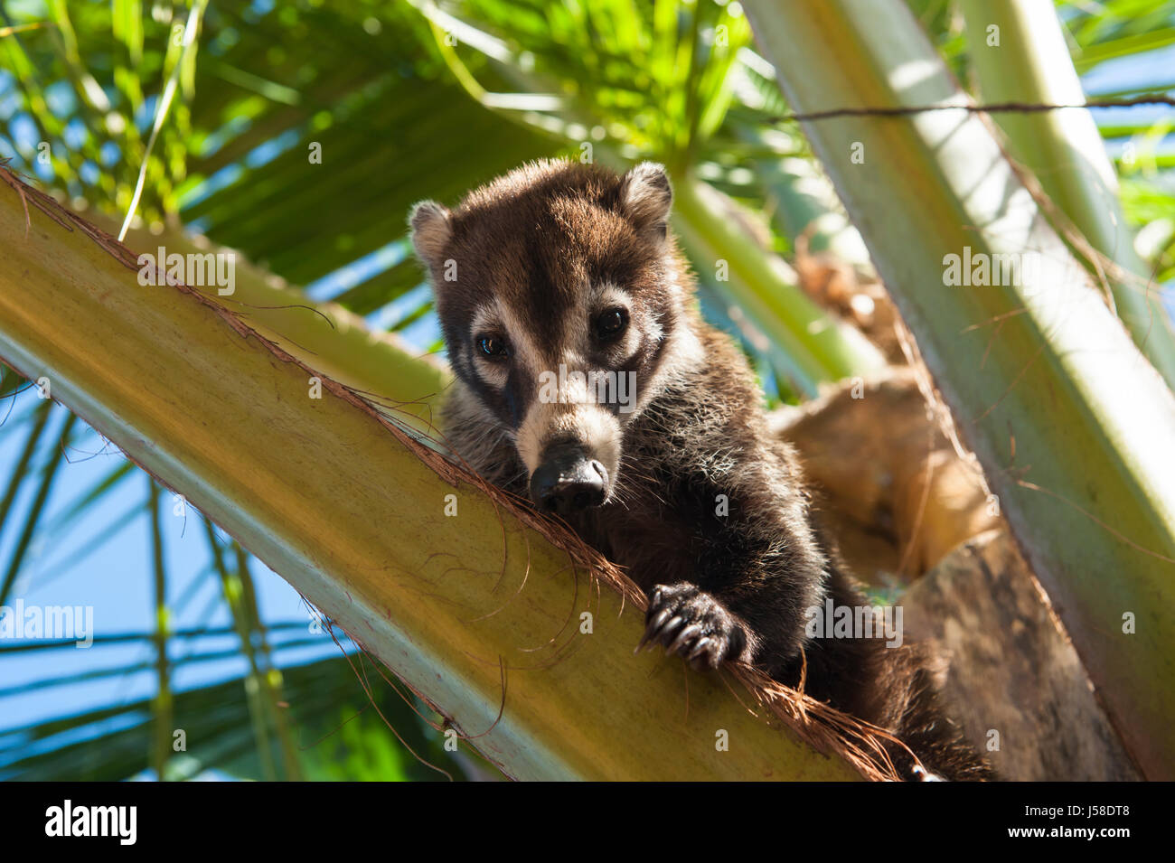 Female white nosed coati sitting in a palm tree Stock Photo - Alamy