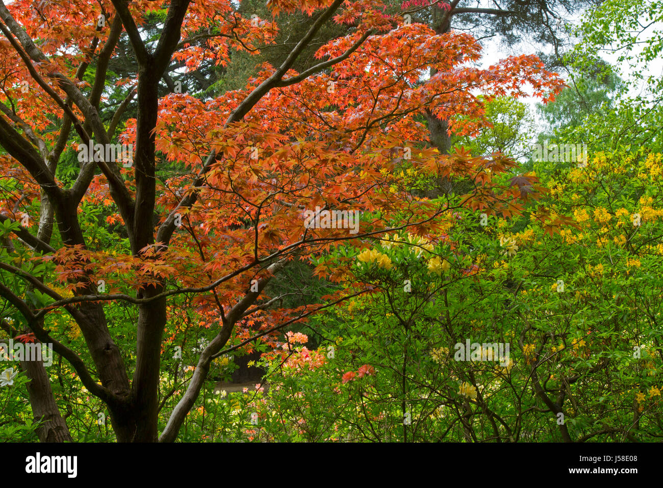 Spring colours of Red Acer Azaleas and Rhododendrons in woodland Stody ...