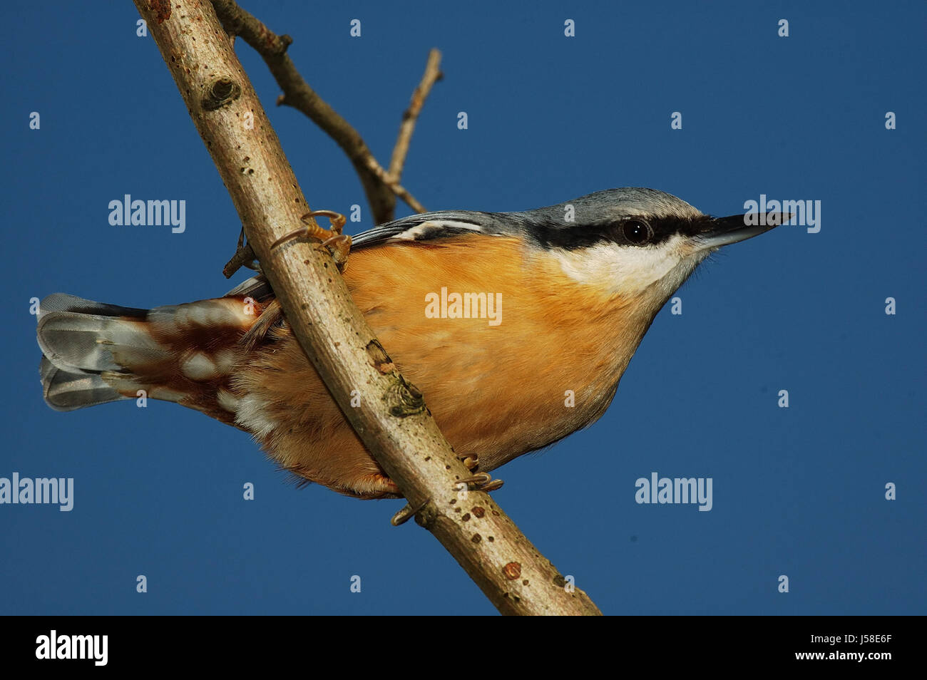 Kleiber 3 hi-res stock photography and images - Alamy