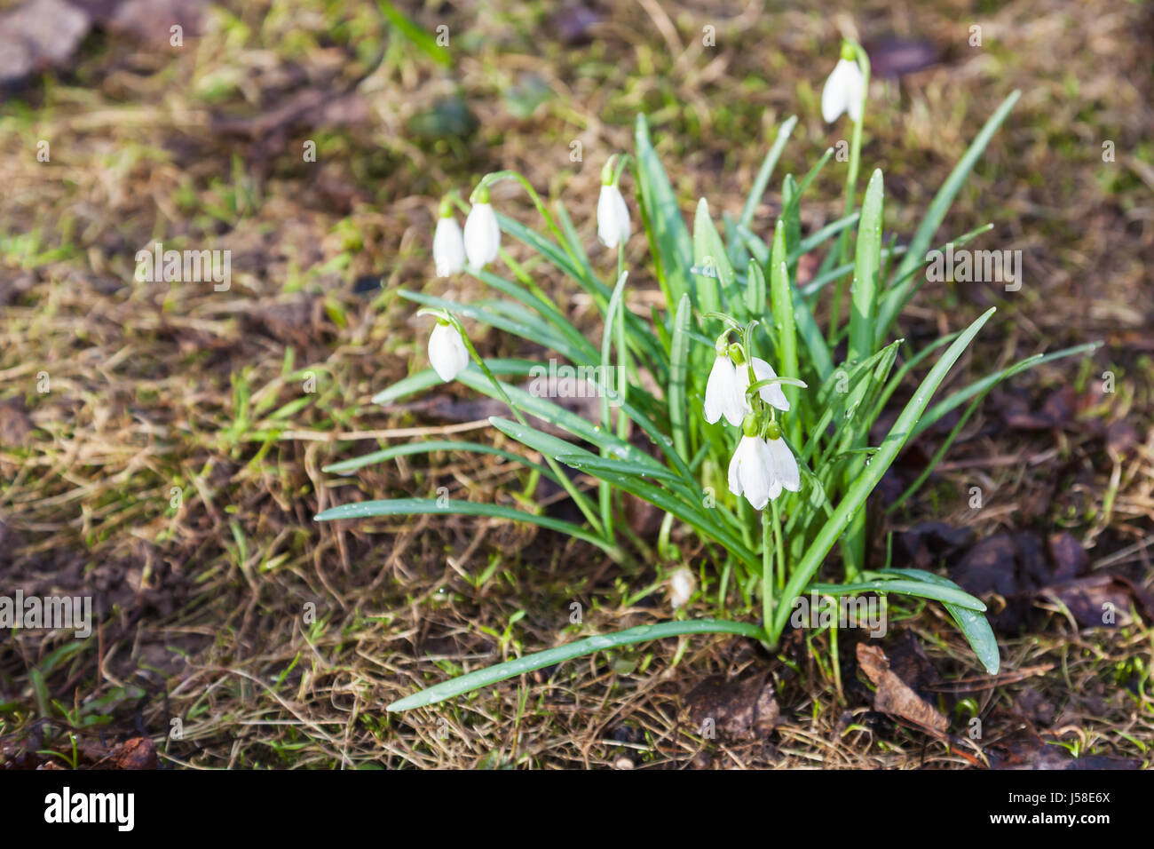 Russian snowdrop hi-res stock photography and images - Alamy
