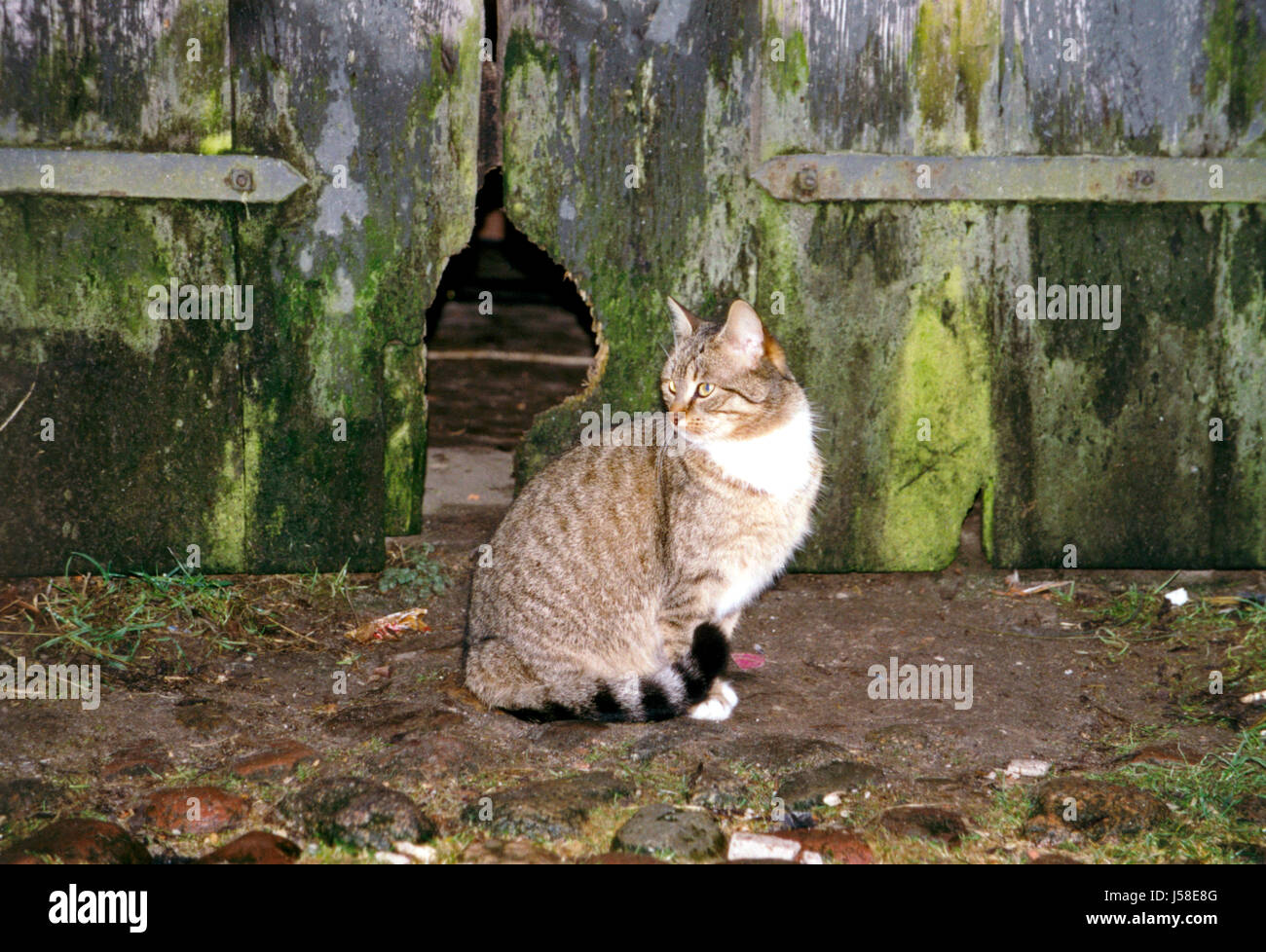 goal passage gate archgway gantry crouch barn jerk pussycat cat ...