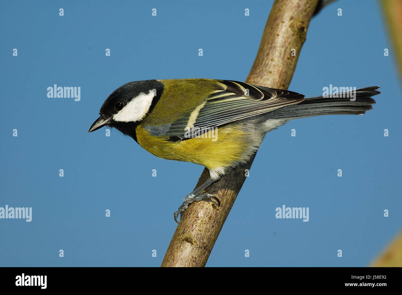 bird birds wildlife titmouse great titmouse singing-bird bobolinks ...