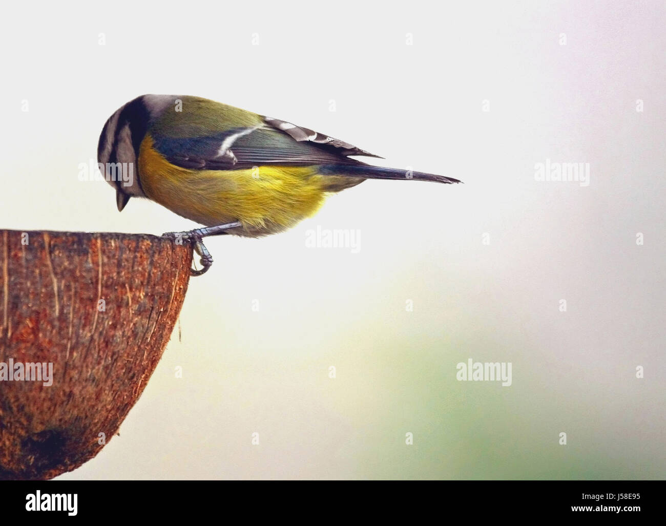 winter bird curious animals birds perspective prospect feathering ...