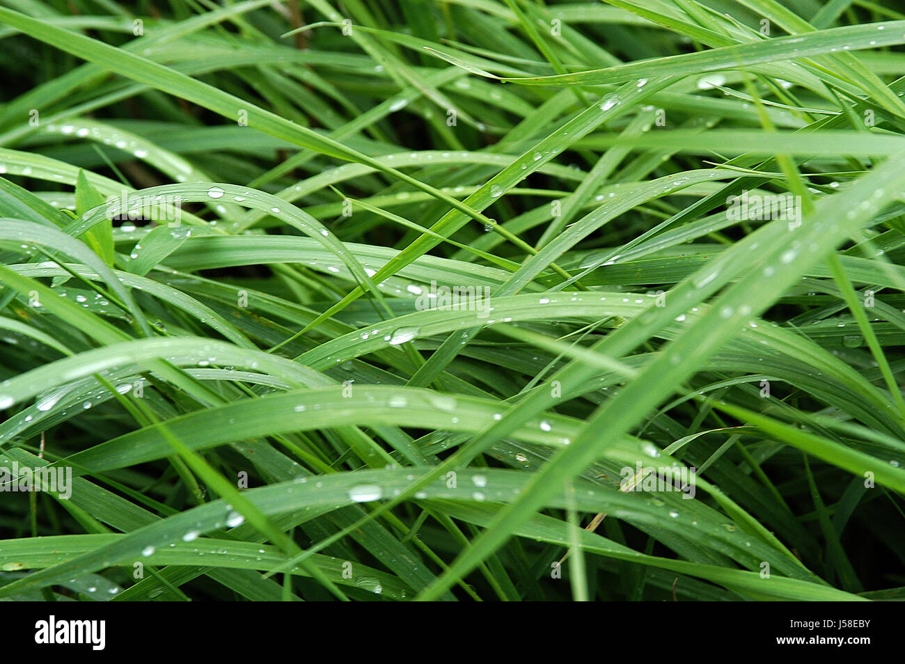 wet grass 2 Stock Photo - Alamy