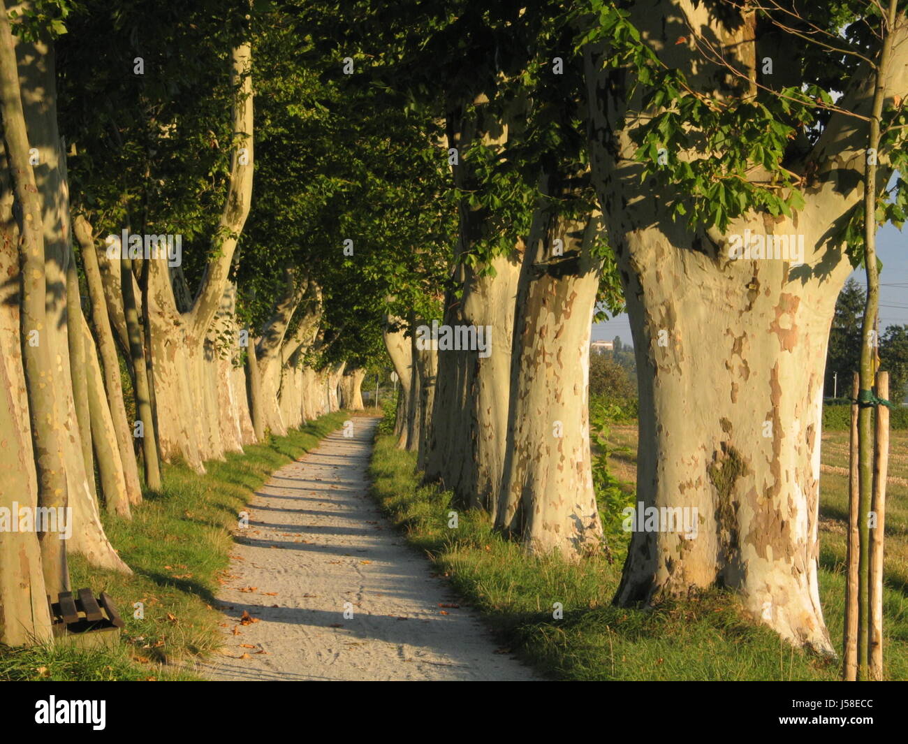 tree trees avenue sycamore sycamores path way platanenallee baumallee ...
