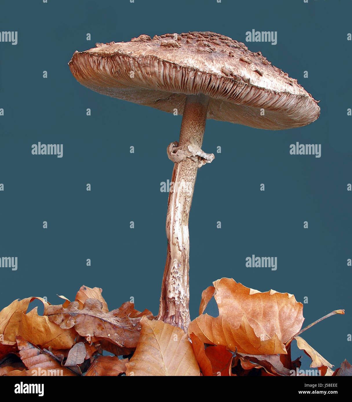 mushroom fungus bigger forest leaves foliage roast fry nature pan ...