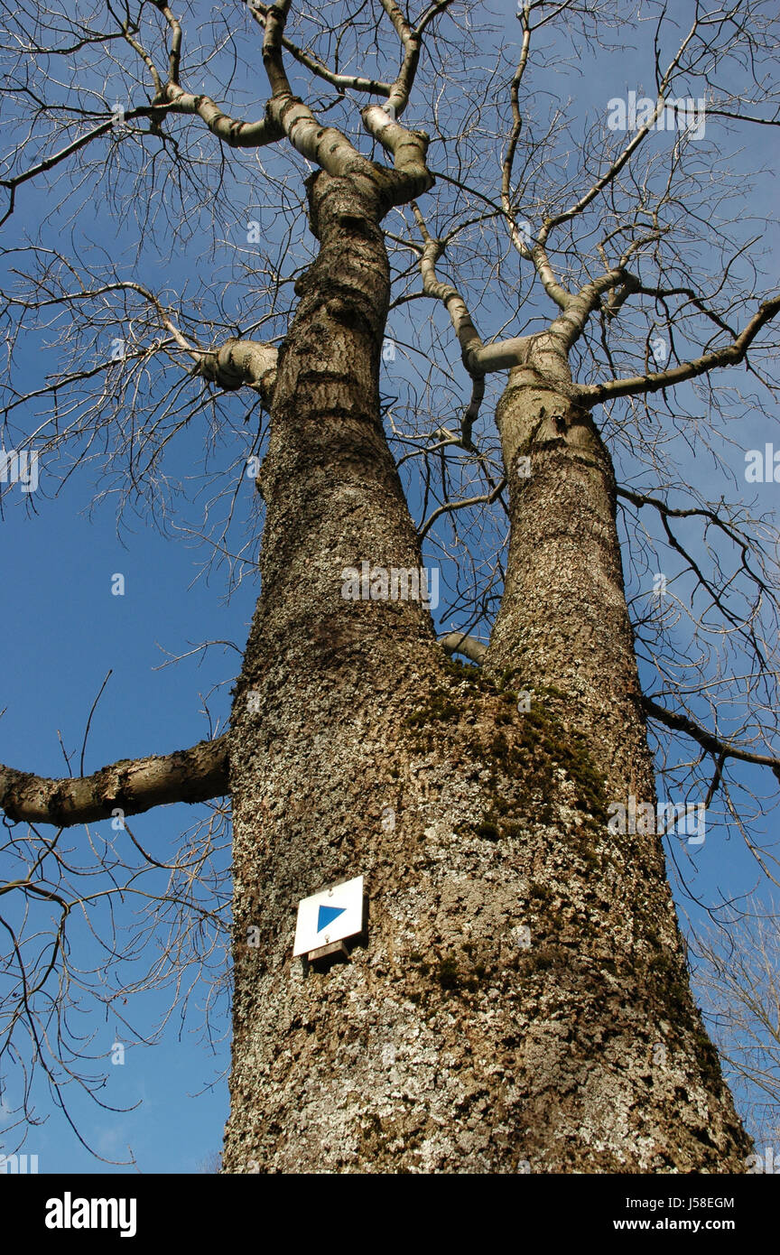 sign signal blue tree branches branch bark marking path way sparse ...