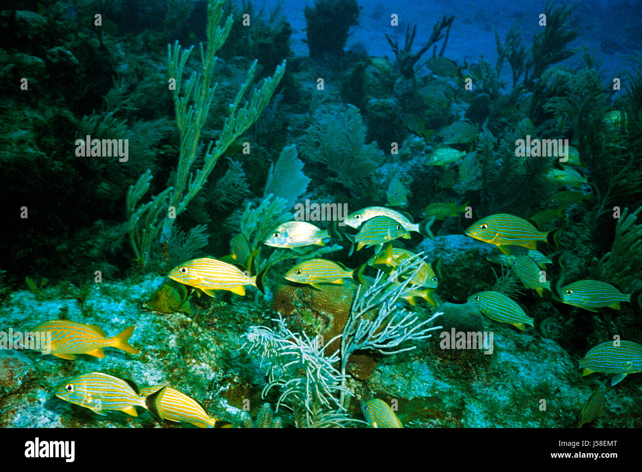 blue striped grunt Stock Photo - Alamy