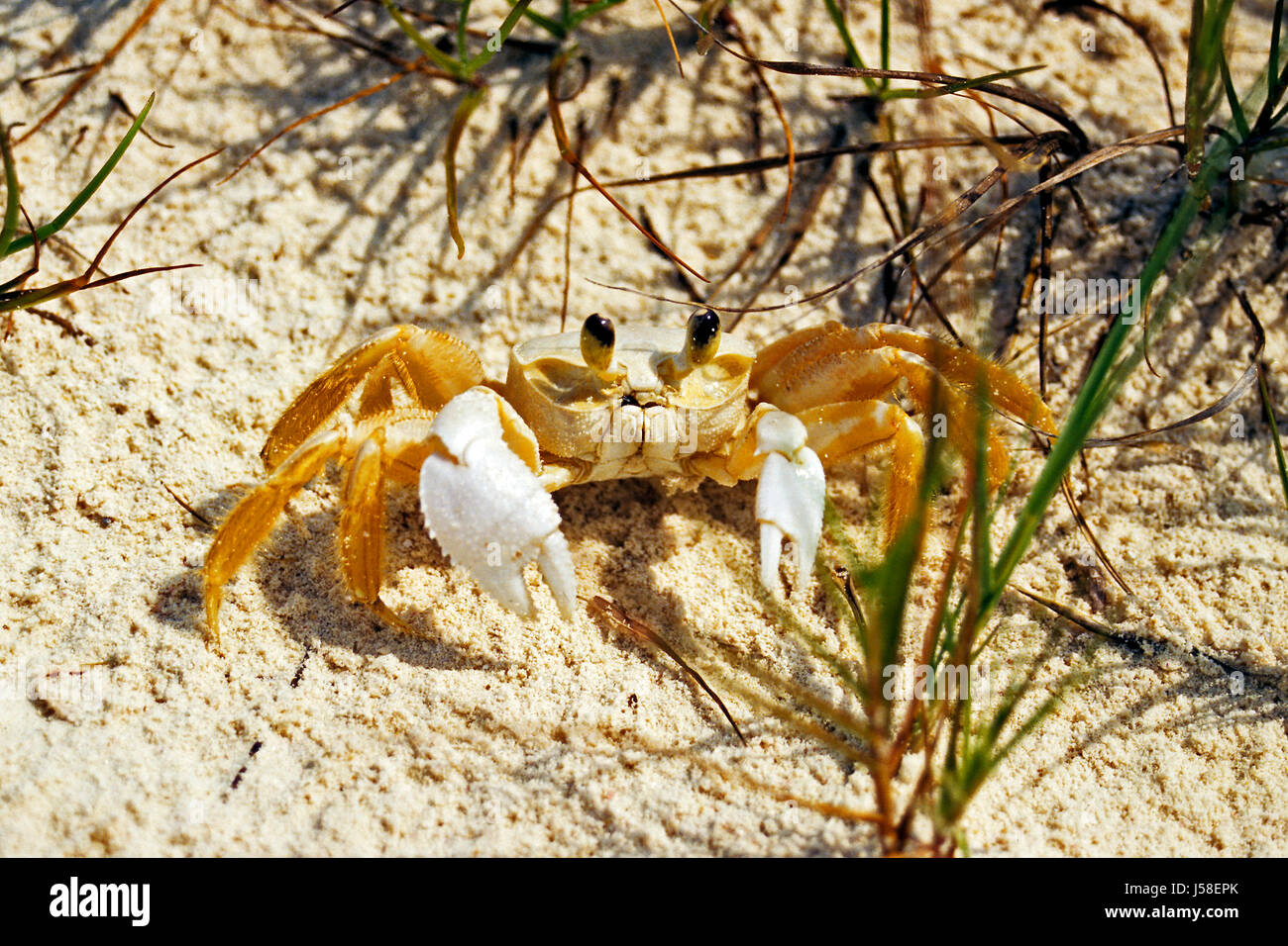 Crab forceps hi-res stock photography and images - Alamy
