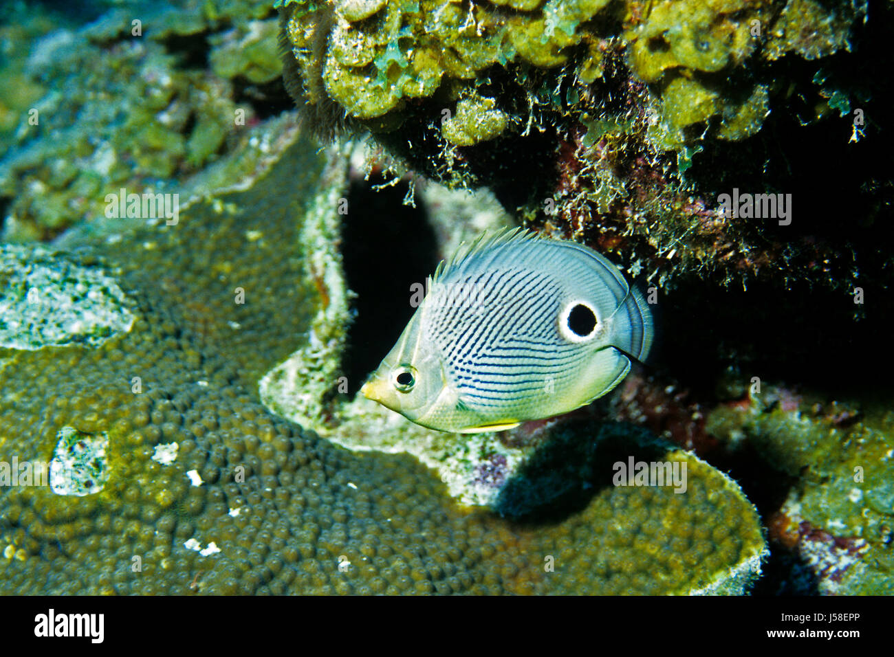 four eye butterflyfish Stock Photo - Alamy