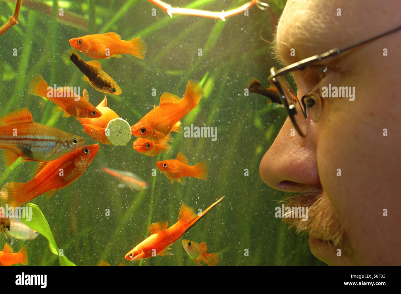 Ornamental fish hi-res stock photography and images - Alamy