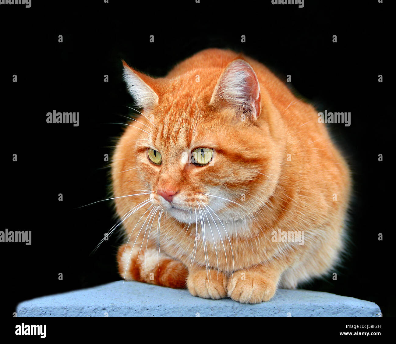 big large enormous extreme powerful imposing immense relevant animals ...