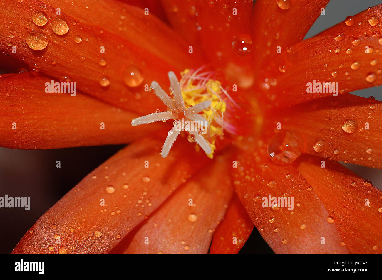 leaf raindrop stamp pollen red drop drip drops seeping sopping drips ...