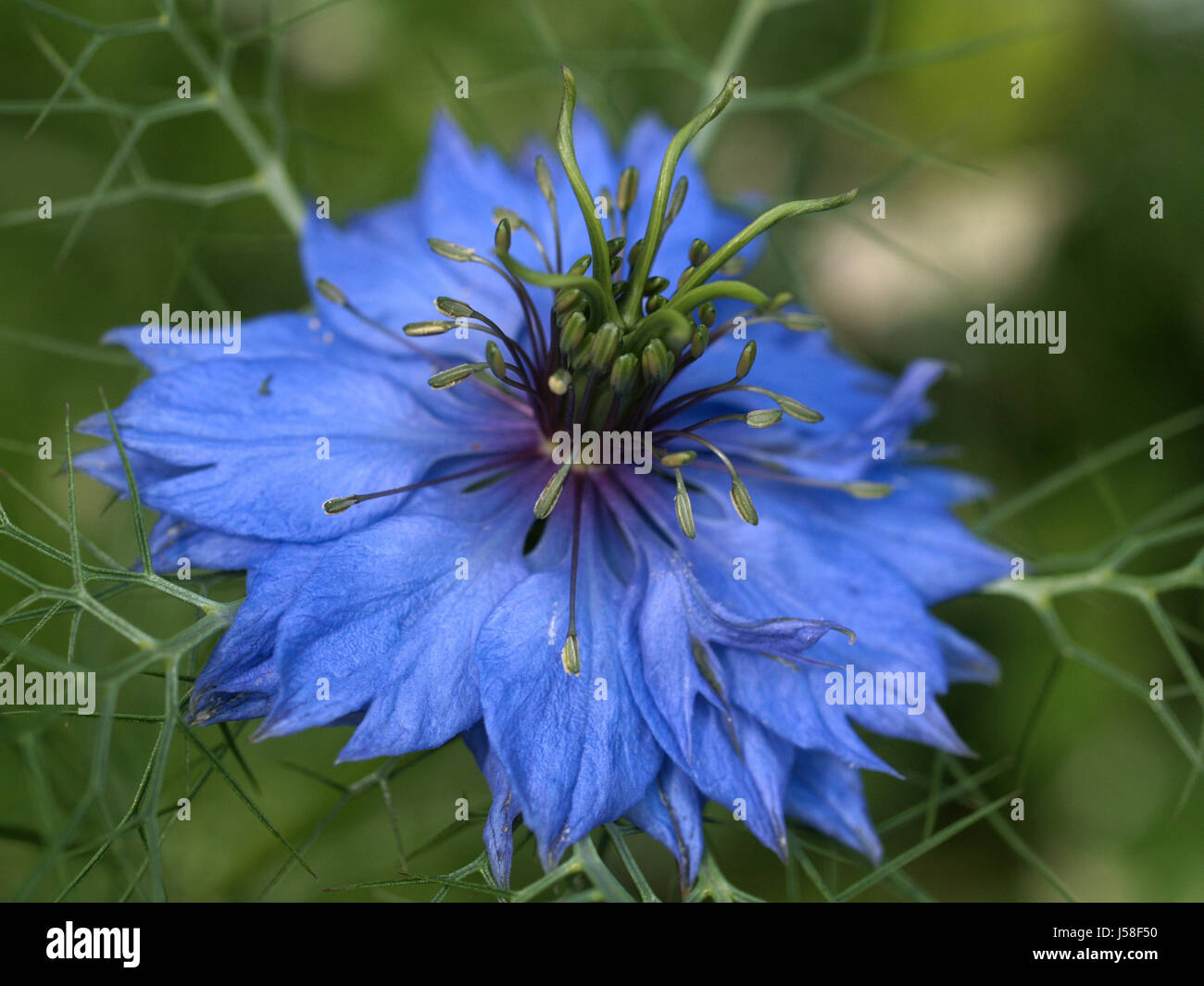 blue macro close-up macro admission close up view garden plant flower ...
