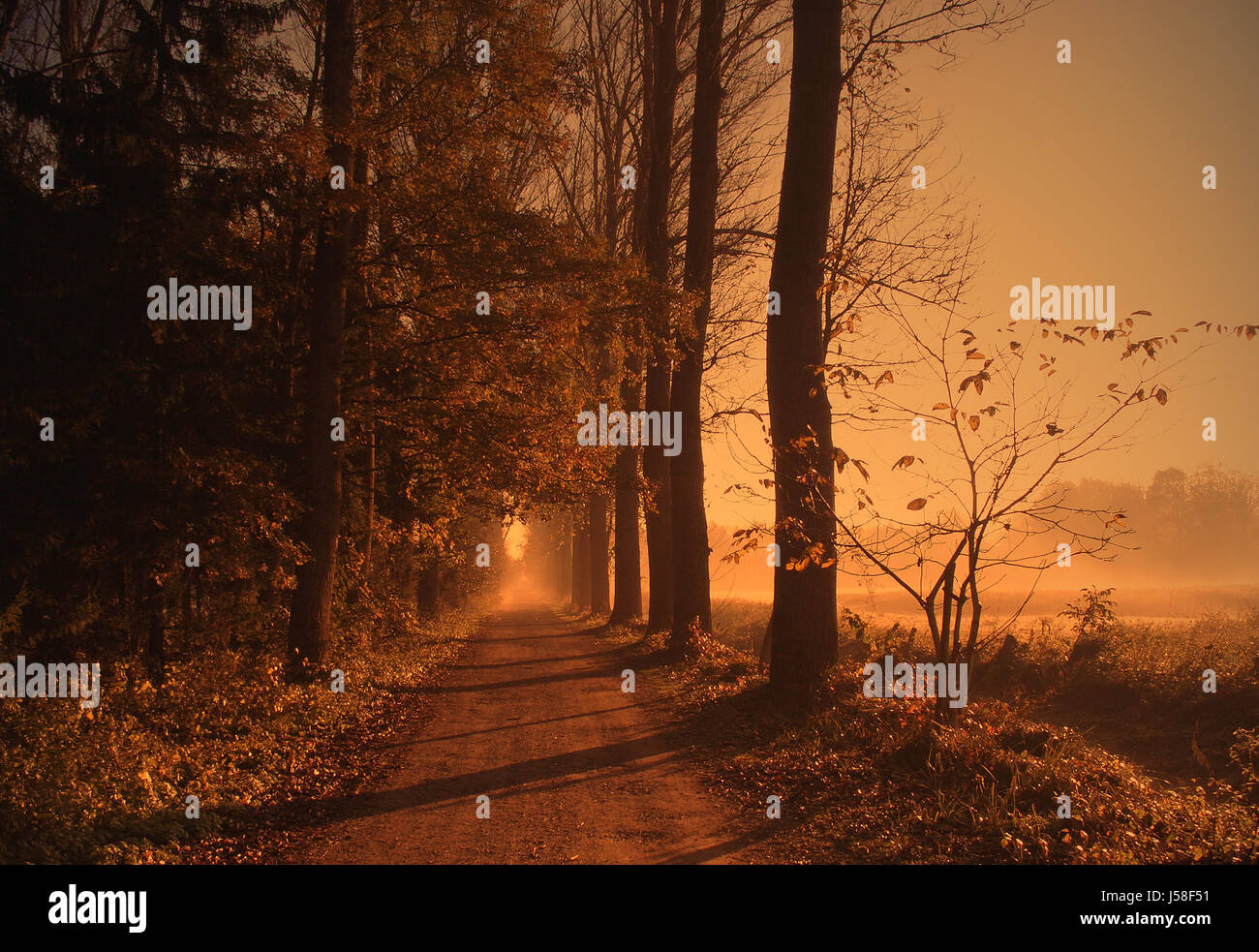 shine shines bright lucent light serene luminous tree trees leaves fog ...