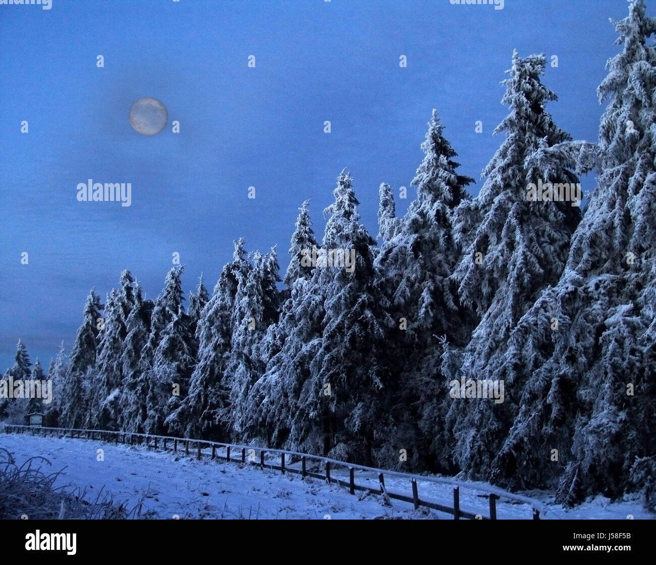 tree trees winter night nighttime night photograph cold moon fir tree ...