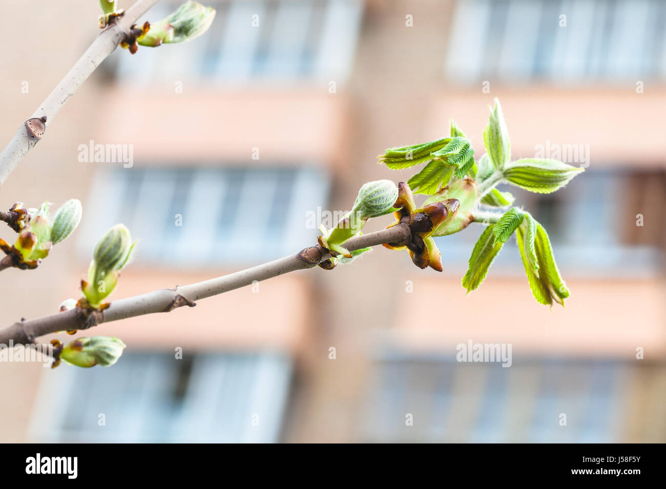 twig of horse chestnut tree ( aesculus hippocastanum) with young green ...
