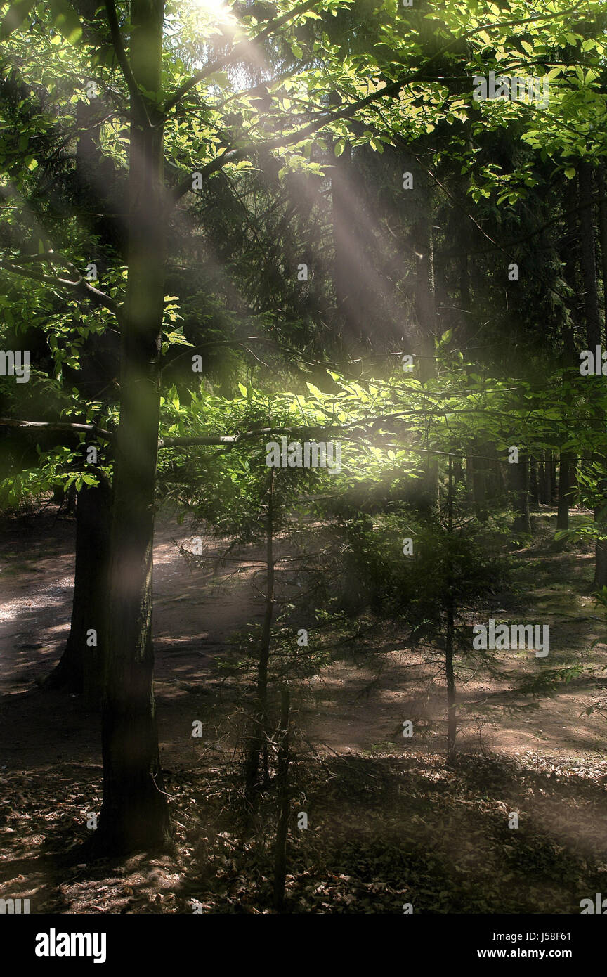 shine shines bright lucent light serene luminous leaf tree trees wood ...