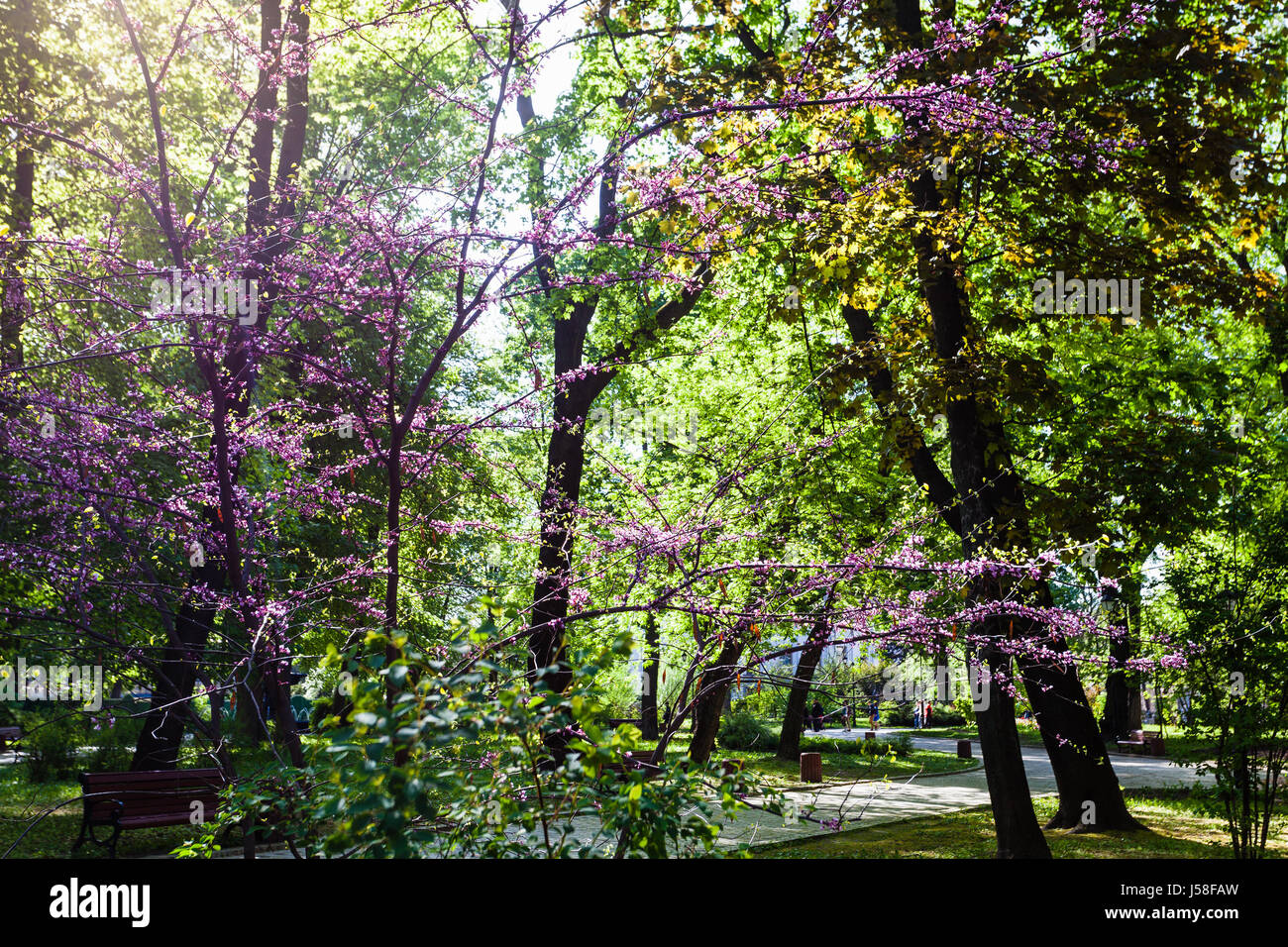travel to Ukraine - green trees in Mariyinsky urban park in Kiev city ...