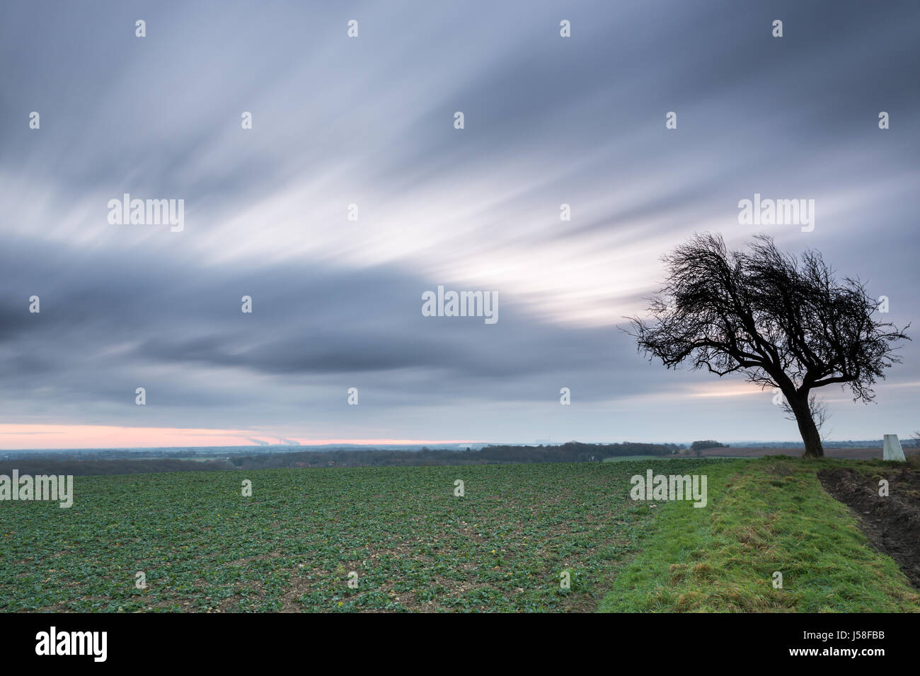 Lone Tree, Windy Day Stock Photo - Alamy
