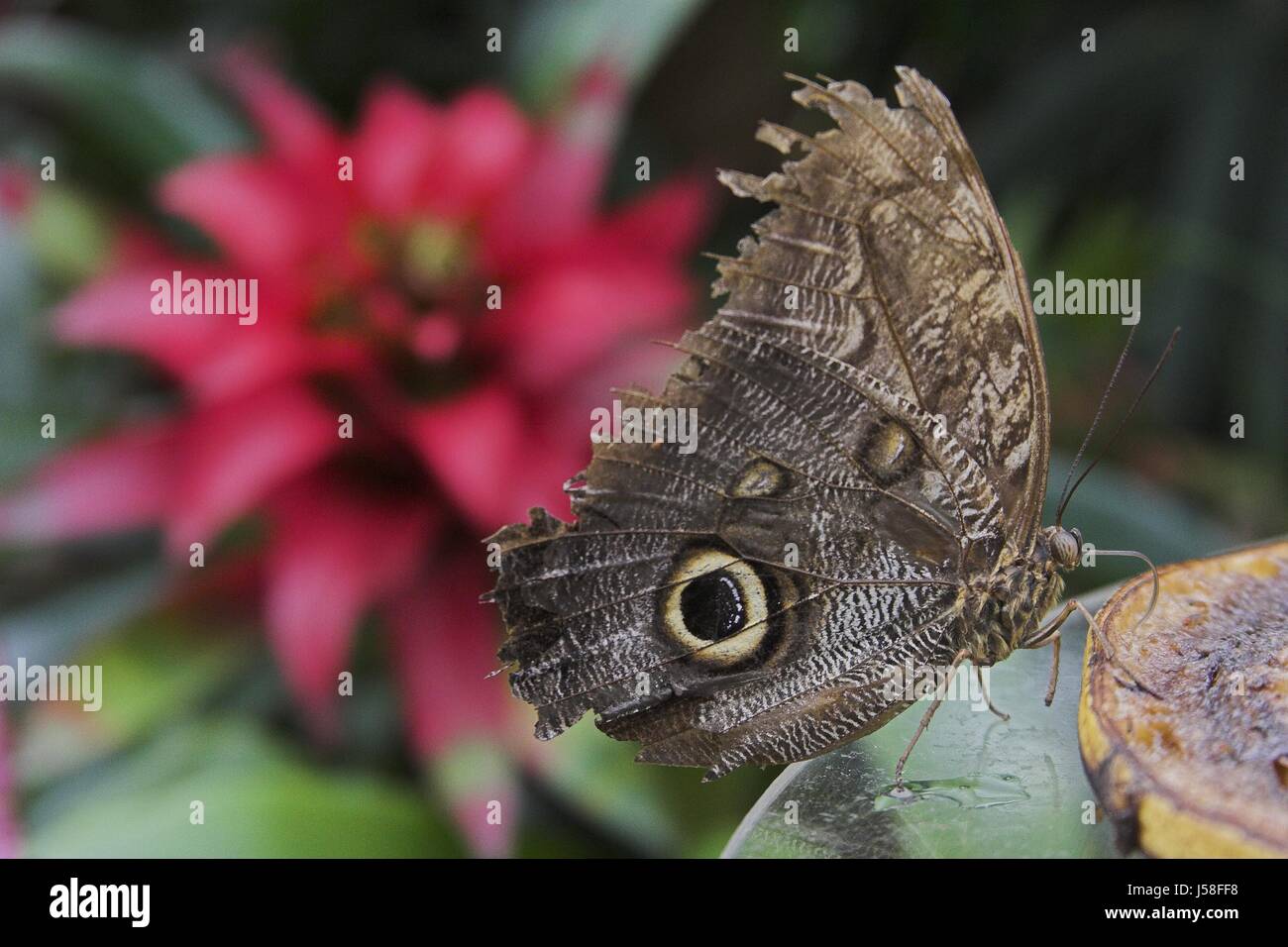 Invisible butterfly hi-res stock photography and images - Alamy