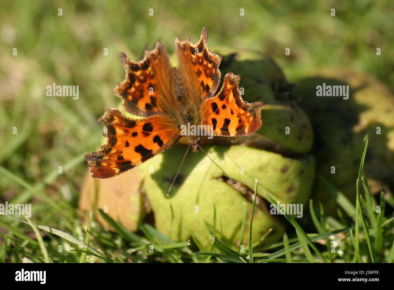 insect butterfly lazy moth pear bulb windfall orange slothfully meadow ...