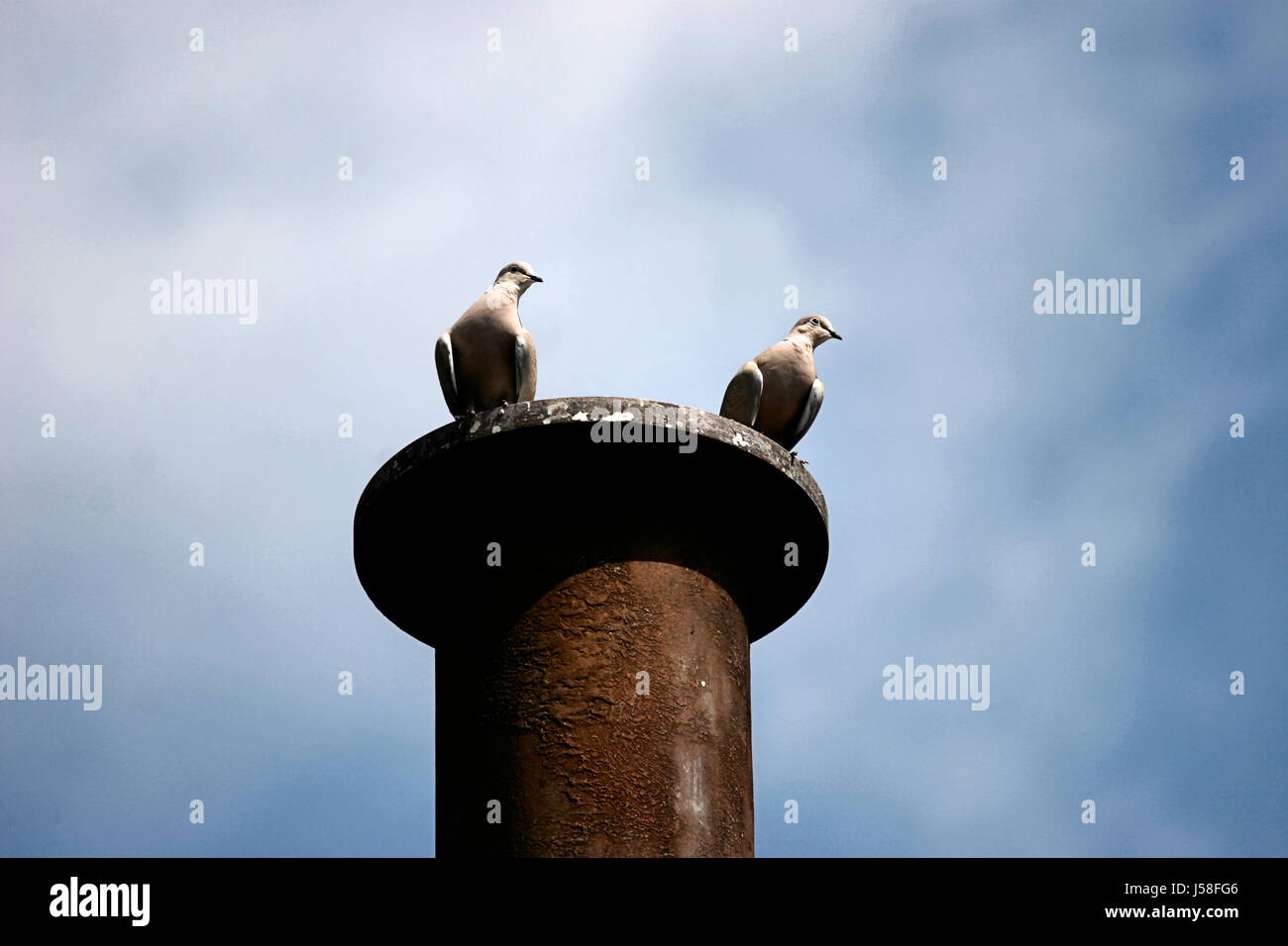 bird birds look glancing see view looking peeking looking at iron paris ...