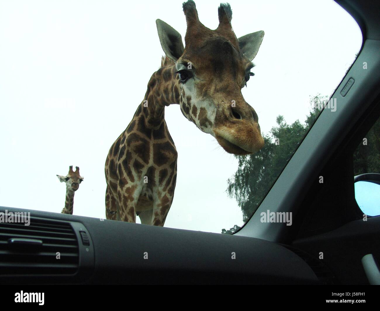 Vehicle and animal hi-res stock photography and images - Alamy