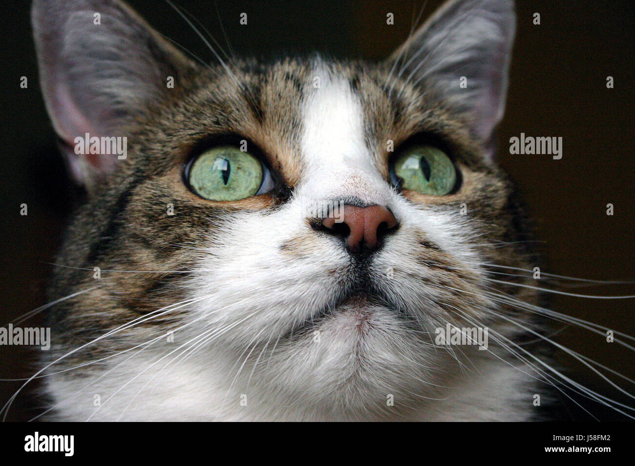 curious pets cats look glancing see view looking peeking looking at cat ...