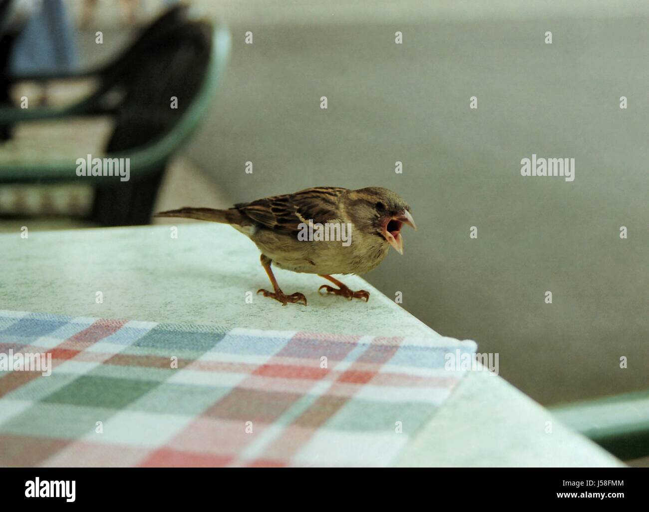 bird birds loud sparrow to gorge engulf devour upbraid local peep ...