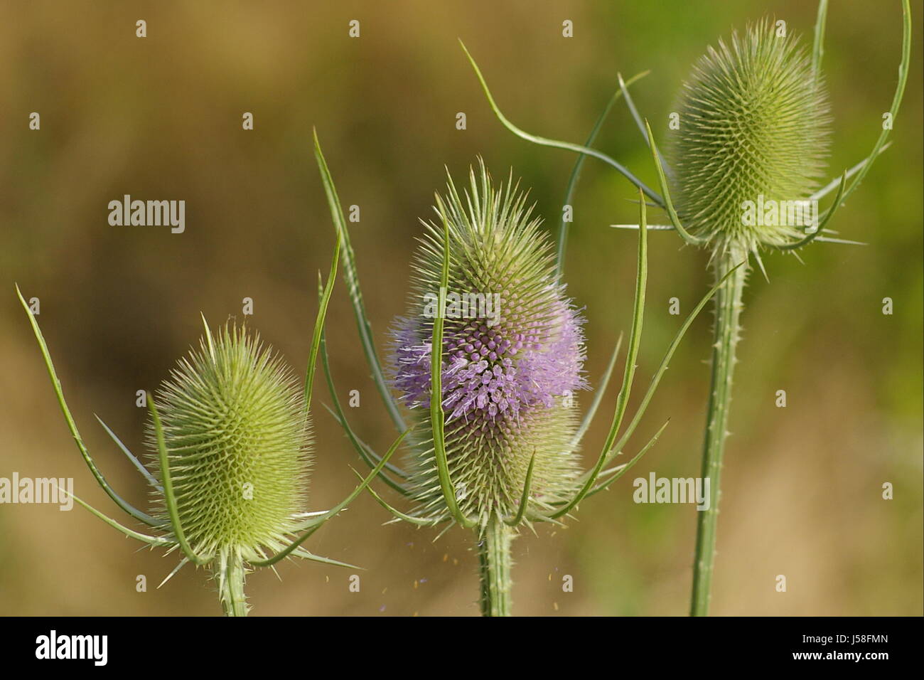 Karden hi-res stock photography and images - Alamy